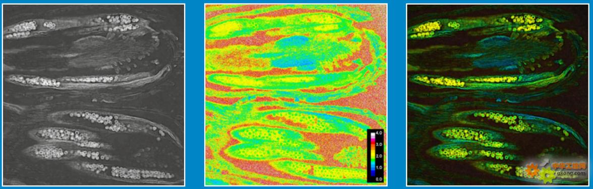 pco.flim 荧光寿命成像相机-高速成像 高速摄像 动态图像-